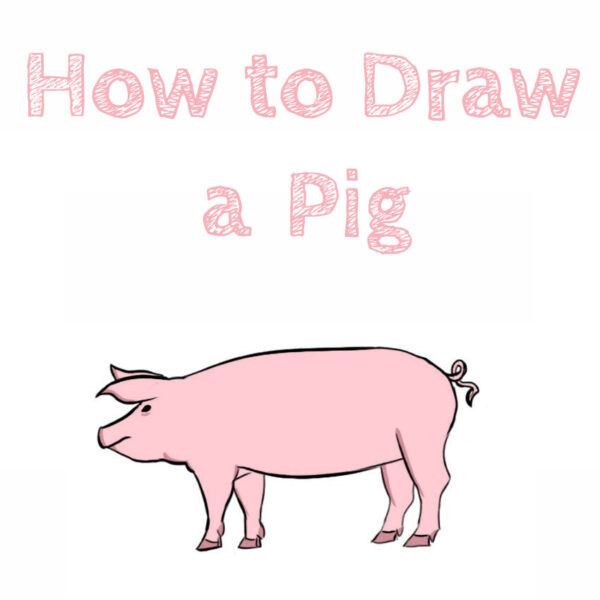 How to Draw a Pig - How to Draw Easy