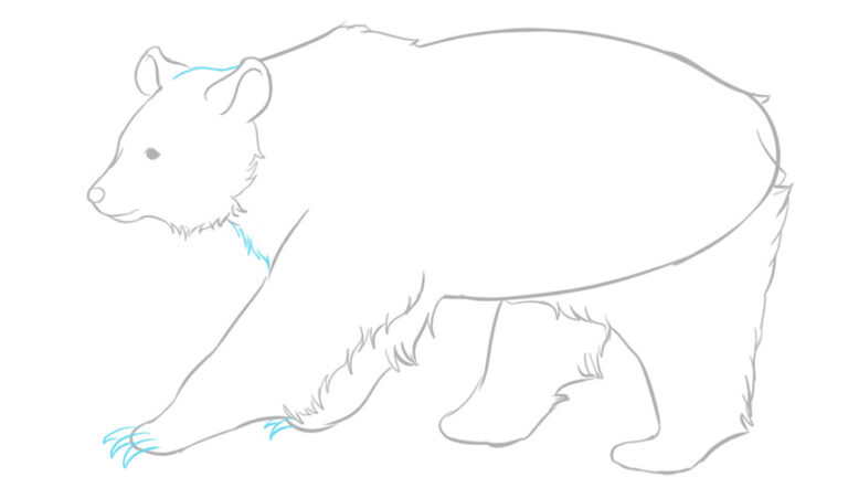 How to Draw a Bear - How to Draw Easy