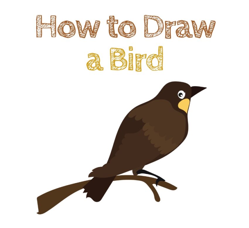 How to Draw a Bird - How to Draw Easy