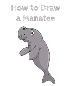 How to Draw a Manatee - How to Draw Easy