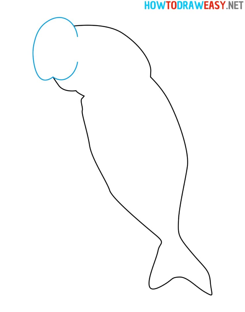 How to Draw a Manatee - How to Draw Easy