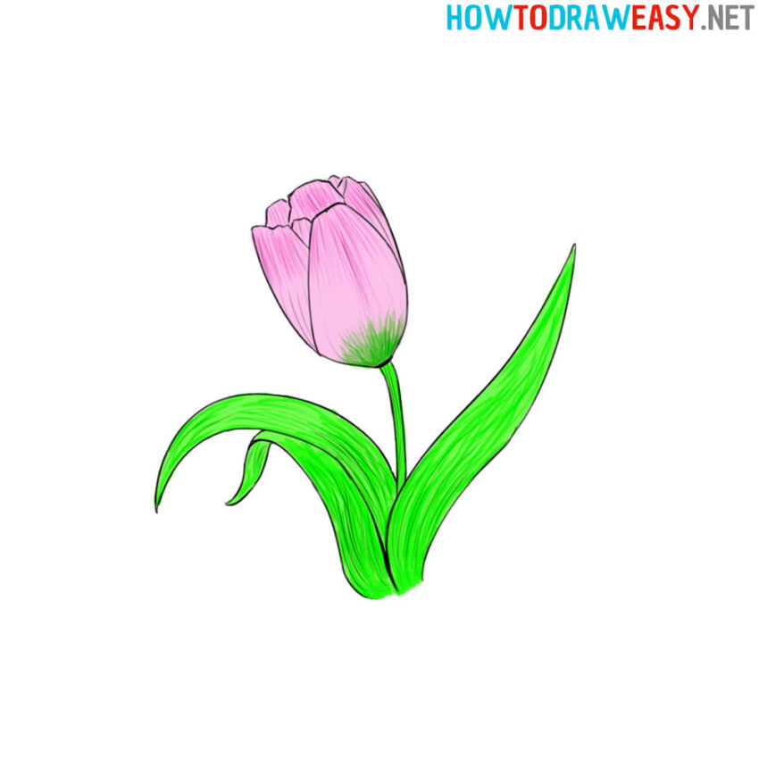 How to Draw a Tulip - How to Draw Easy
