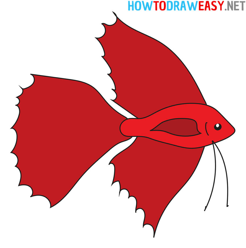 How to Draw an Easy Betta Fish - How to Draw Easy