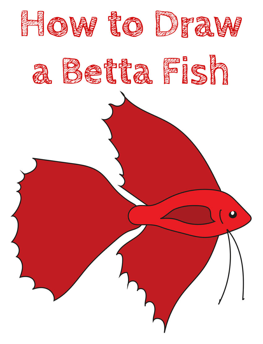 How to Draw an Easy Betta Fish - How to Draw Easy