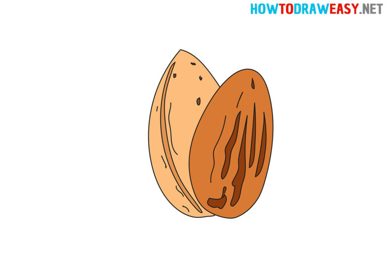 How to Draw an Almond - How to Draw Easy