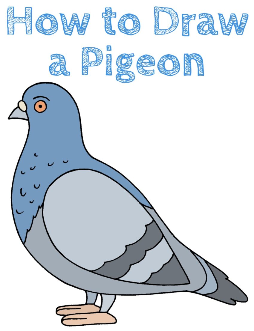 How to Draw a Pigeon - How to Draw Easy