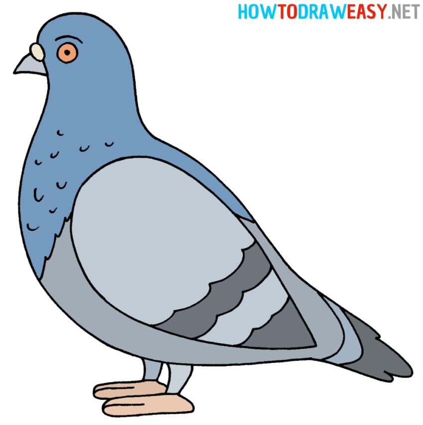 How to Draw a Pigeon - How to Draw Easy