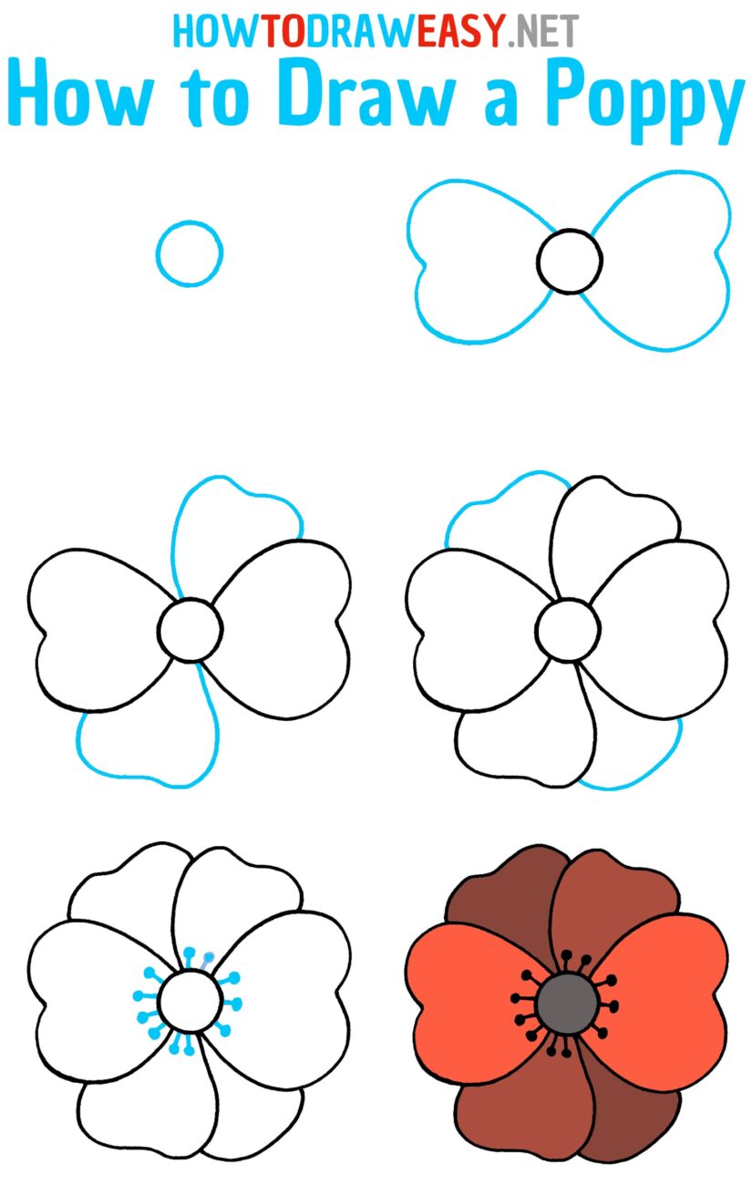 How to Draw a Poppy - How to Draw Easy