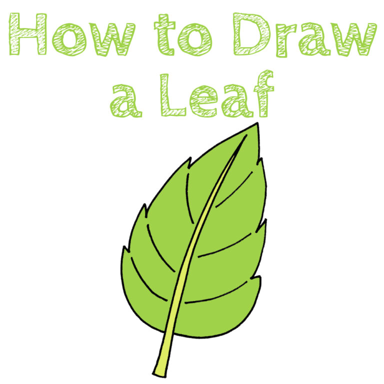 How to Draw a Leaf - How to Draw Easy