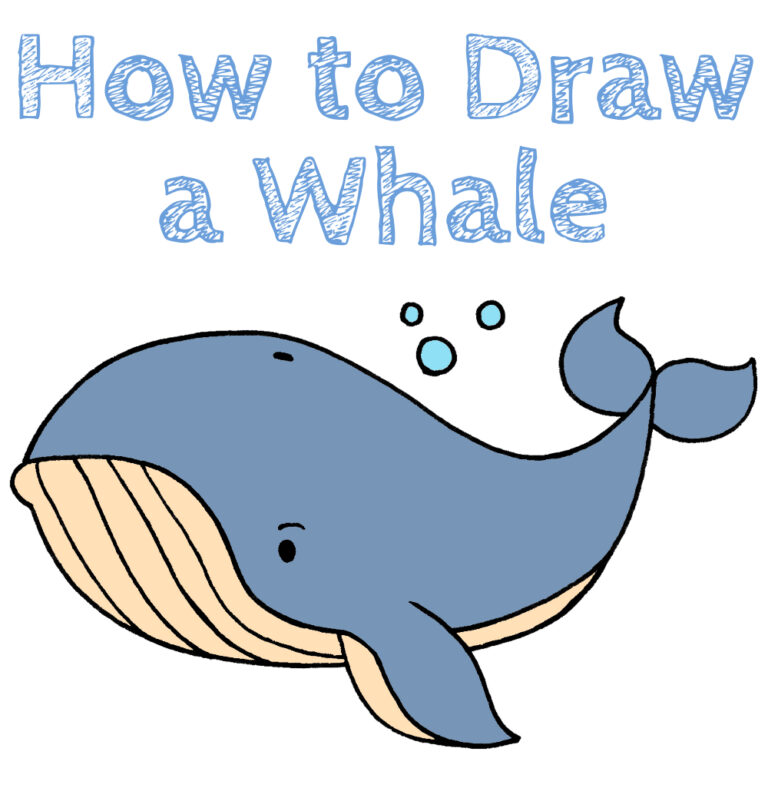 How to Draw a Whale - How to Draw Easy