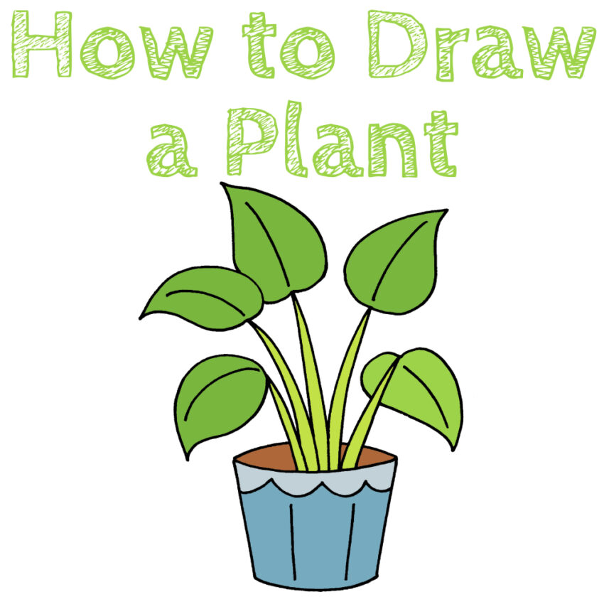 How to Draw a Plant - How to Draw Easy