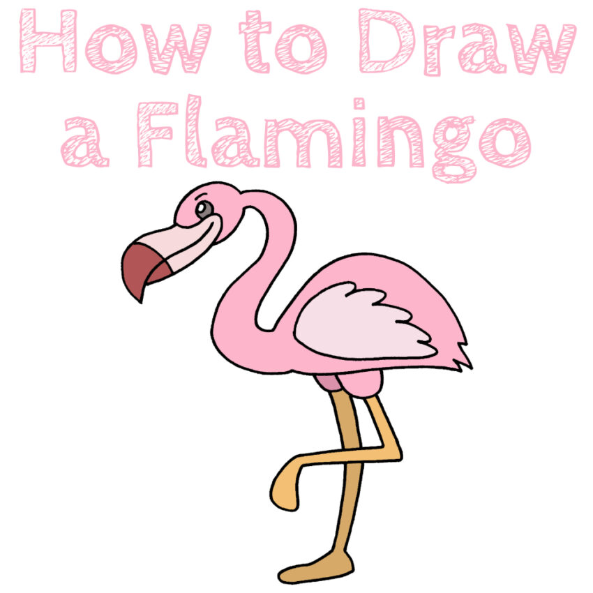 How to Draw a Flamingo - How to Draw Easy